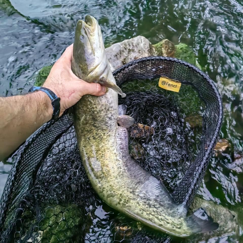 Net of the landing net - Fencl fishing